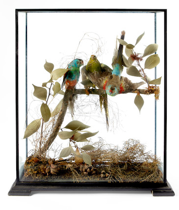 Bonhams : A rare display of extinct paradise parrots with rare ground ...