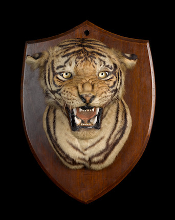Bonhams : A fine tiger head by Van Ingen & Van Ingen of Mysore