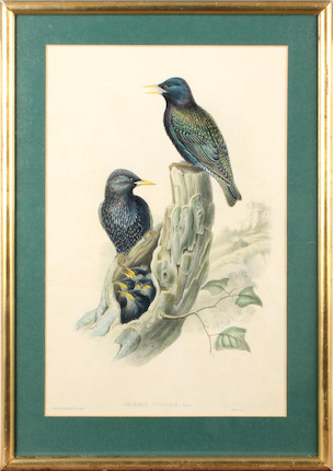 Bonhams : George Edwards (British, 1694-1773) Seven hand coloured ...