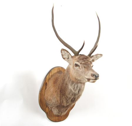 Bonhams : Three shoulder-mounted red deer stag's heads