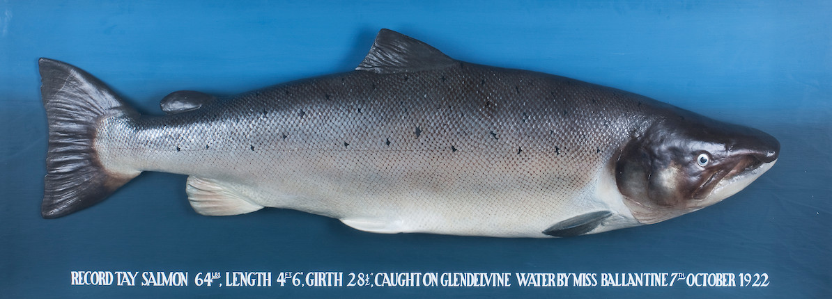 Bonhams : The British Record Salmon, Caught by Miss Ballantine on 7th ...