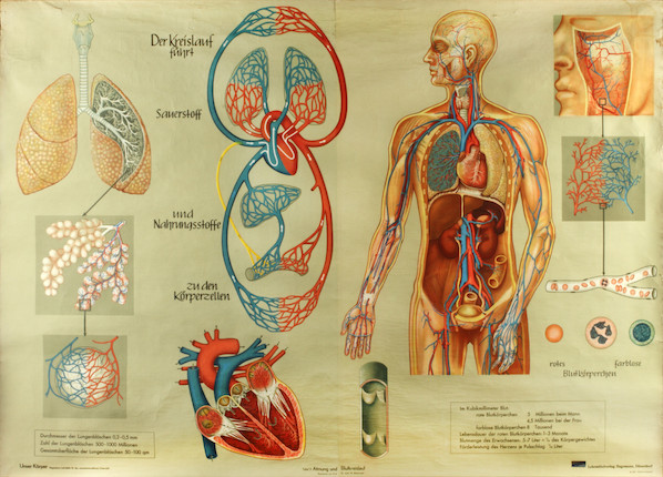 Bonhams : A mid 20th Century German anatomy wall plan