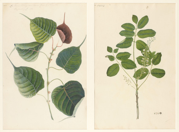 Bonhams : Two botanical watercolours, one depicting a long pepper plant ...