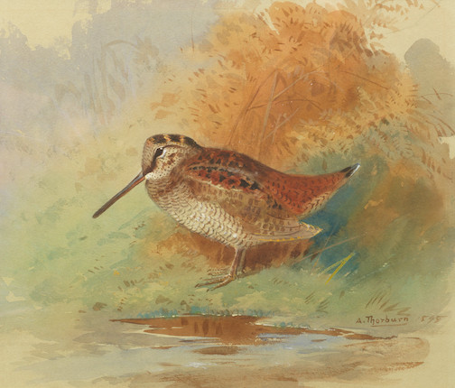 Bonhams : Archibald Thorburn (British, 1860-1935) Woodcock at water's edge