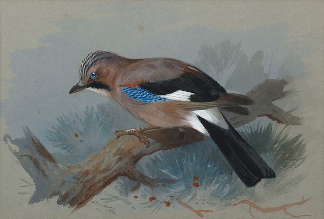 Bonhams : Archibald Thorburn (British, 1860-1935) Jay on a bough