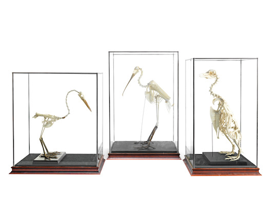 Bonhams : A penguin skeleton together with a heron skeleton and a ...