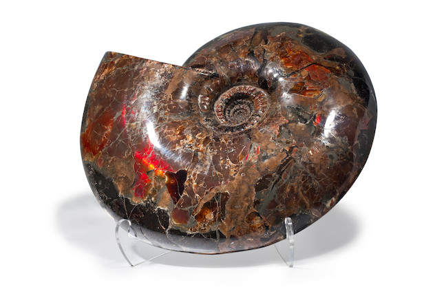Bonhams : A large and rare ammonite, Ulyanovsk region, Russia, Jurassic ...