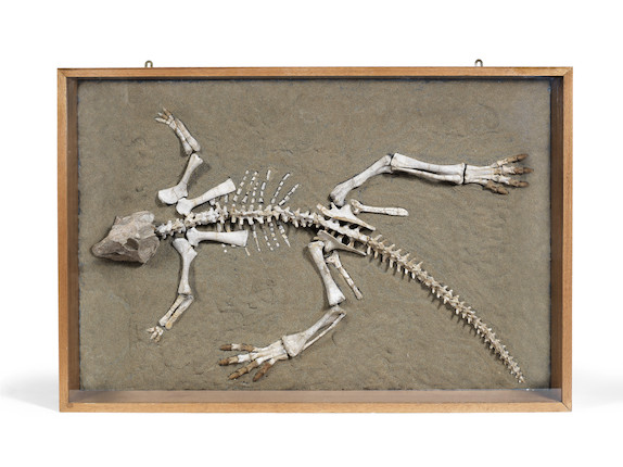 Bonhams : A rare fossilised Psittacosaurus (Parrot Lizard) dinosaur ...