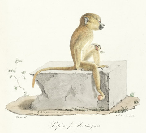 Bonhams : GEOFFROY SAINT-HILAIRE (ÉTIENNE) AND FREDERIC GEORGES CUVIER ...