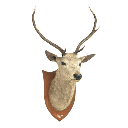 Bonhams : A taxidermy red deer stags head By Peter Spicer & Sons ...