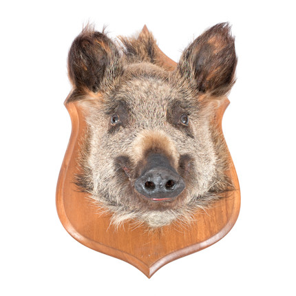 Bonhams : A taxidermy wild boar head
