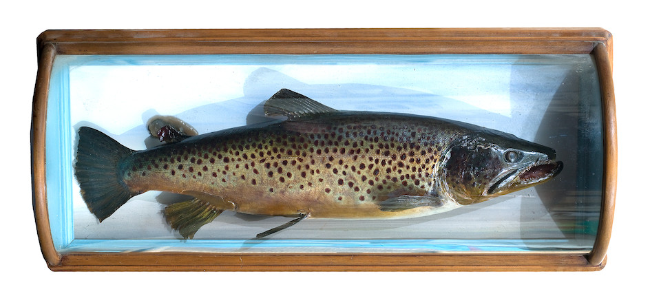 Bonhams : A Malloch cased Ferox brown trout
