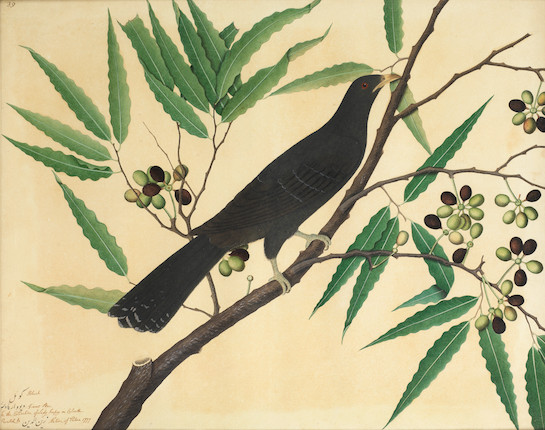 Bonhams : A study of a bird perched on the branch of a flowering plant ...