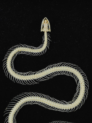 Bonhams : Squelette de serpent aquatique encadré Water snake skeleton ...