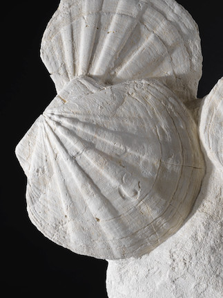 Bonhams Cornette de Saint Cyr : Coquilles Saint-Jacques fossiles sur ...