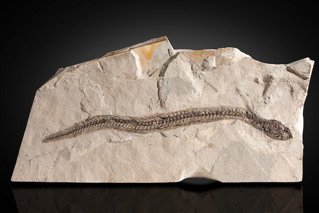 Bonhams : Rare anguille fossile Rare Fossil Eel from Bolca