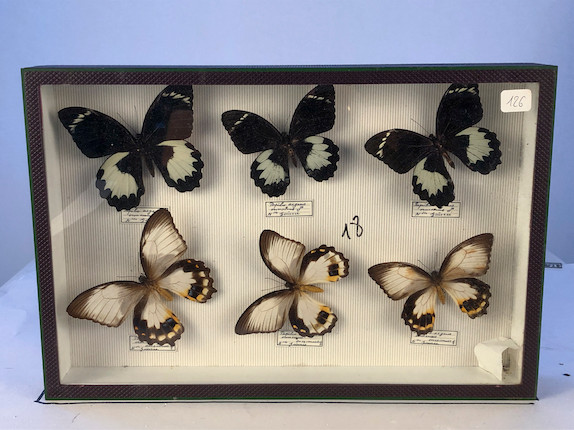 Bonhams : Importante collection de lépidoptères et insectes encadrés ...