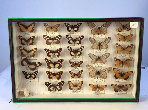Bonhams : Importante collection de lépidoptères et insectes encadrés ...