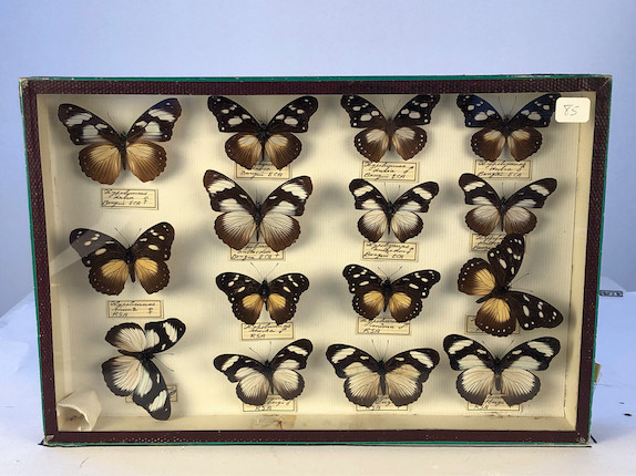Bonhams : Importante collection de lépidoptères et insectes encadrés ...