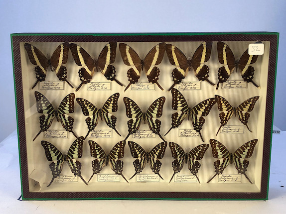 Bonhams : Importante collection de lépidoptères et insectes encadrés ...