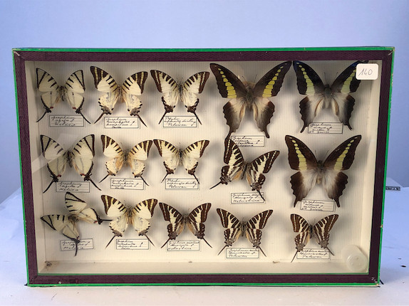 Bonhams : Importante collection de lépidoptères et insectes encadrés ...