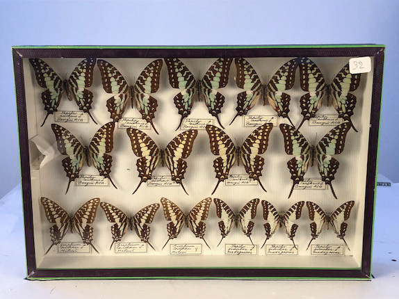 Bonhams : Importante collection de lépidoptères et insectes encadrés ...