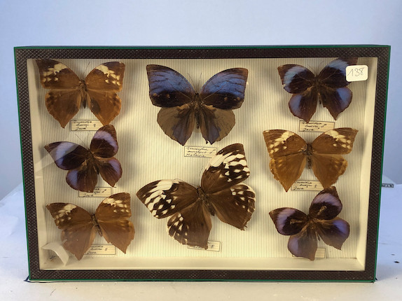 Bonhams : Importante collection de lépidoptères et insectes encadrés ...