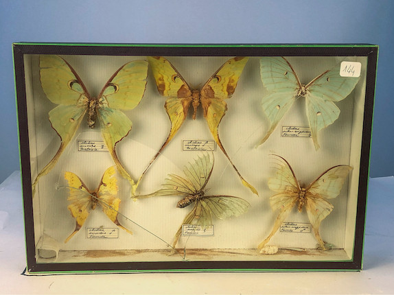 Bonhams : Importante collection de lépidoptères et insectes encadrés ...