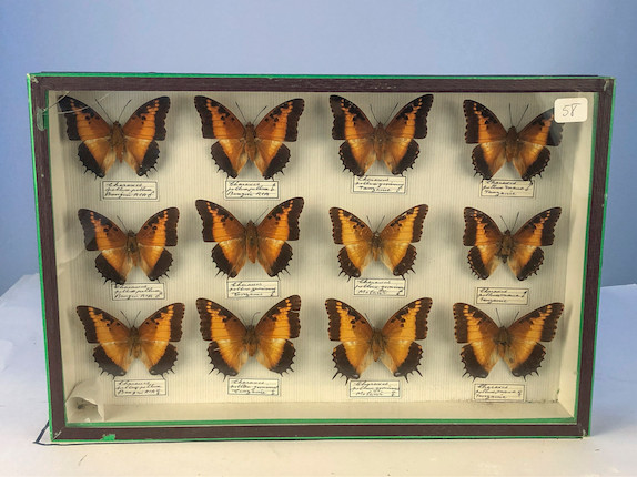 Bonhams : Importante collection de lépidoptères et insectes encadrés ...