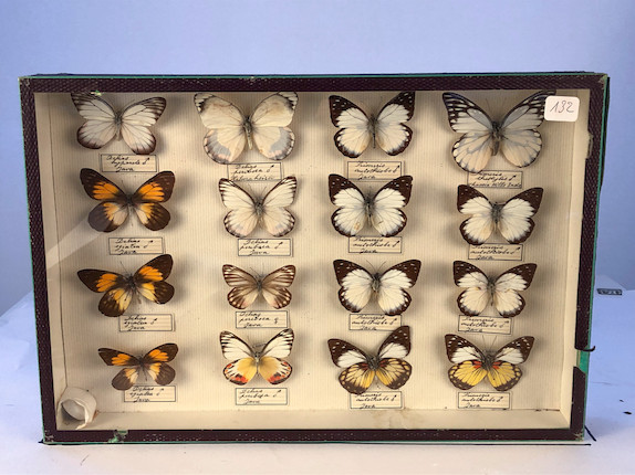 Bonhams : Importante collection de lépidoptères et insectes encadrés ...