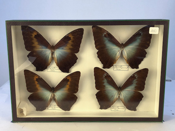 Bonhams : Importante collection de lépidoptères et insectes encadrés ...