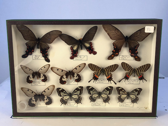 Bonhams : Importante collection de lépidoptères et insectes encadrés ...