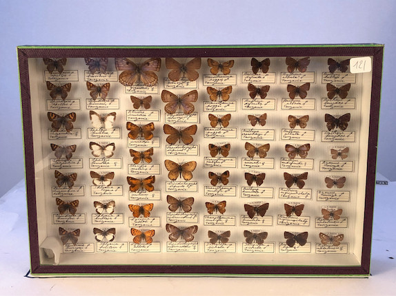 Bonhams : Importante collection de lépidoptères et insectes encadrés ...