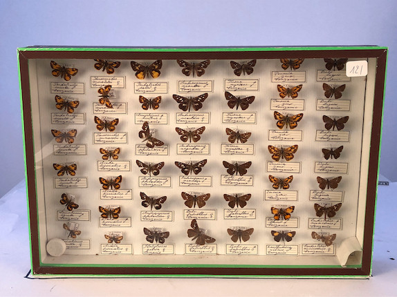 Bonhams : Importante collection de lépidoptères et insectes encadrés ...