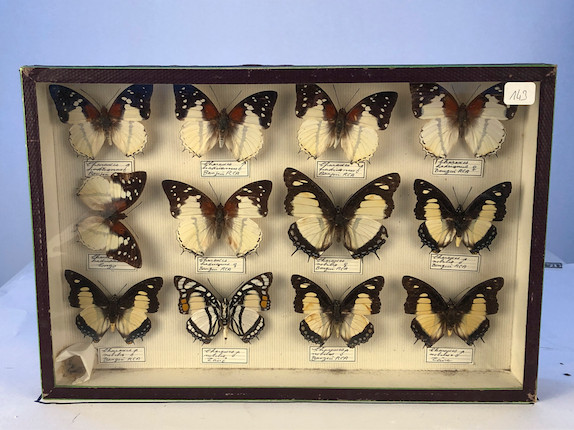 Bonhams : Importante collection de lépidoptères et insectes encadrés ...