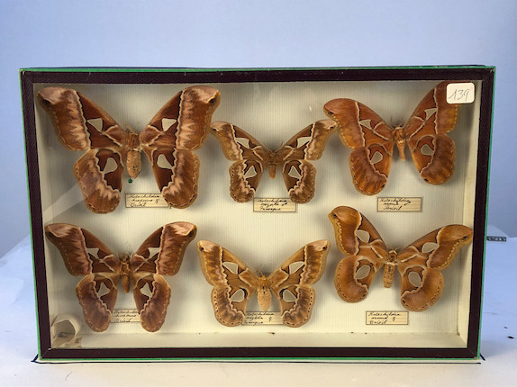 Bonhams : Importante collection de lépidoptères et insectes encadrés ...