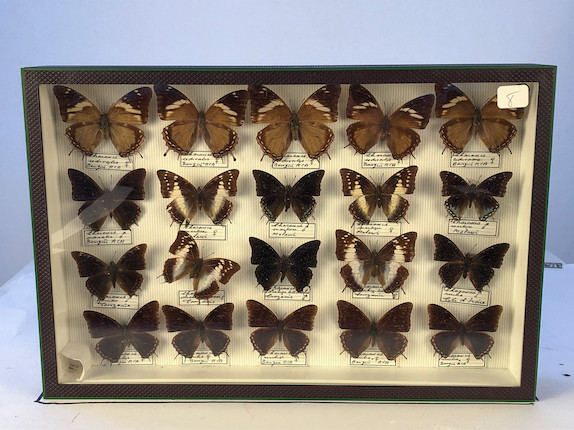 Bonhams : Importante collection de lépidoptères et insectes encadrés ...