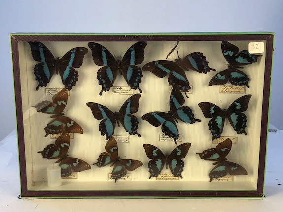 Bonhams : Importante collection de lépidoptères et insectes encadrés ...