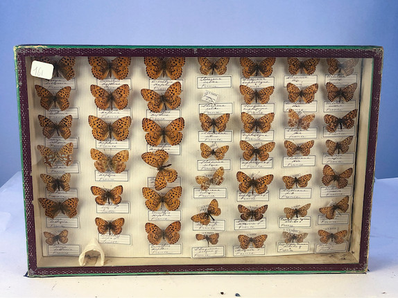 Bonhams : Importante collection de lépidoptères et insectes encadrés ...