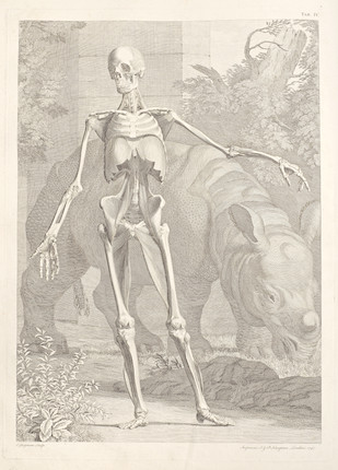 Bonhams : ANATOMY ALBINUS (BERNARD SIEGFRIED) Tables of the Skeleton ...