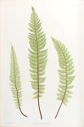 Bonhams : MOORE (THOMAS) The Ferns of Great Britain and Ireland ...