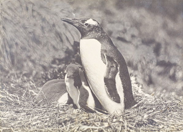 Bonhams : HURLEY (FRANK) 'A Precocious Victoria Penguin', 'Protection ...