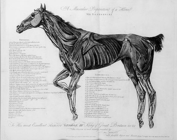 Bonhams : Edward Snape (late 18th Century) A Muscular Preparation of a ...