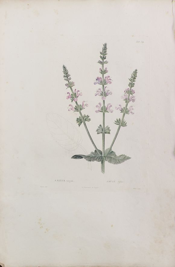 Bonhams : A Poiteau and P Turpin Flore Parisienne The folio, 1813 ...