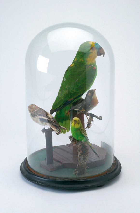 Bonhams Cars : A Blue- Fronted Amazon Parrot, late 19th Century,