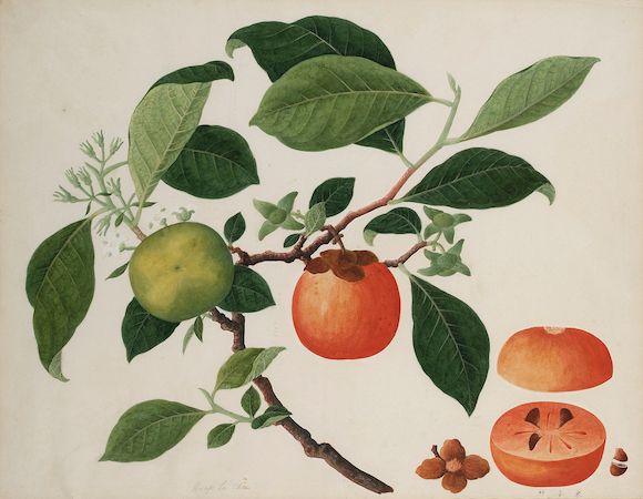 Bonhams : Chinese school, (early 19th century) Study of a Pomelo; Study ...