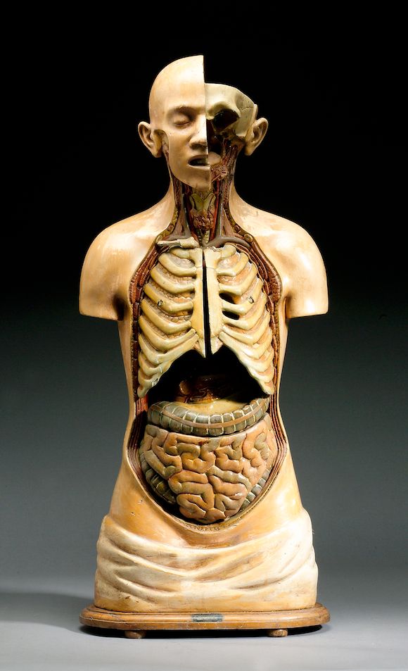 Bonhams : An Adam Rouilly & Co. Painted Plaster Anatomical Model of a ...