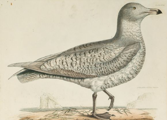Bonhams : John Prideaux Selby 'Iceland Gull, Young', 'Fulmar Petrel ...