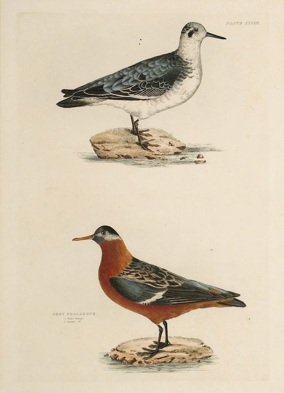 Bonhams : John Prideaux Selby 'Red Lobe Foot', 'Grey Phalarope Winter ...