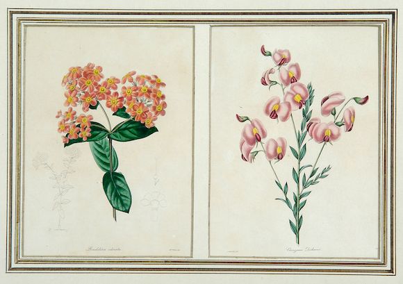 Bonhams : A set of ten coloured botanical book plates.